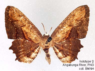 Papua Insects Foundation (Lepidoptera/Uraniidae/Epipleminae/Phazaca ...